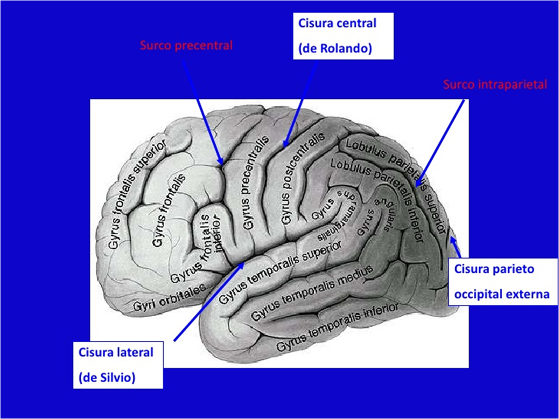 SISTEMA NERVIOSO (BIOMECANICA-FISIOLOGIA-MORFOLOGIA)