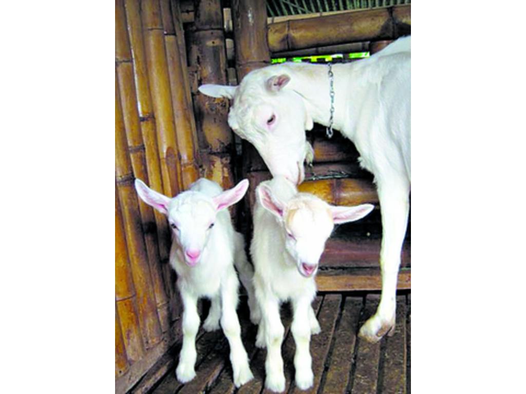 Producción Ovino-Caprina en Panamá: 2016