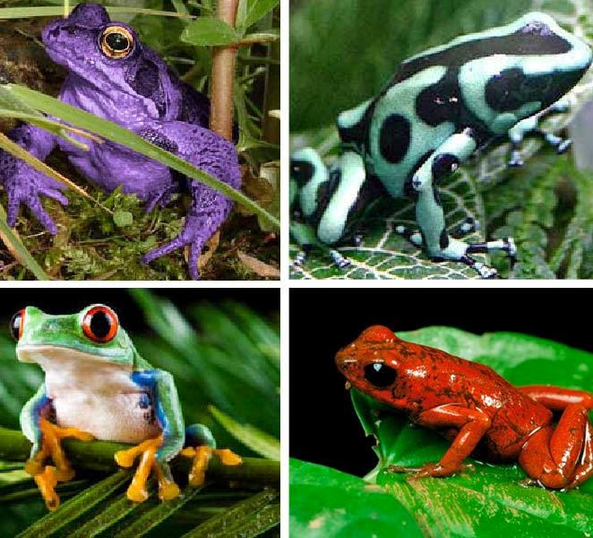 Herpetologer Mania: Indahnya Lukisan pada Katak