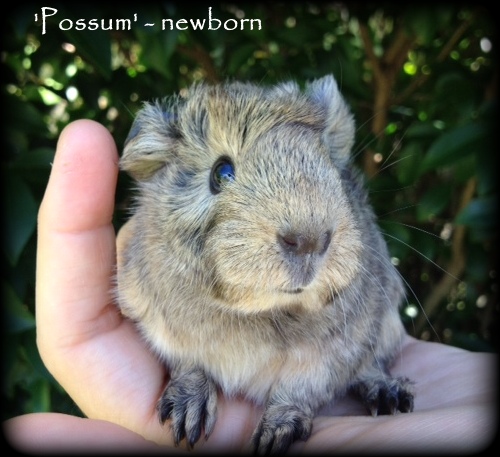 All Things Guinea Pig: We have babies! Meet 'Possum'