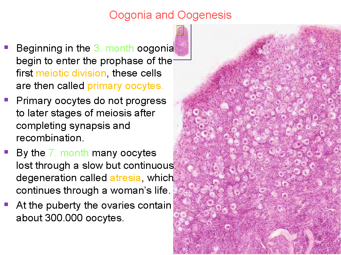 histoloji-embriyoloji notlarım: OOGONIA & OOGENESIS & FOLLICULOGENESIS