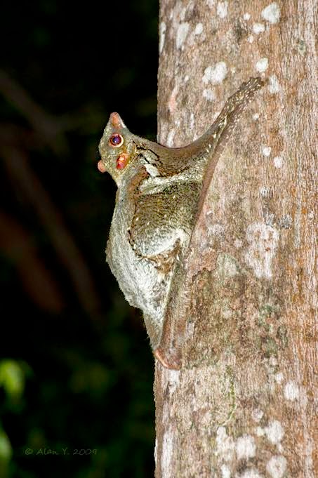 SUNDA COLUGO photos - wallpapers | the fun bank