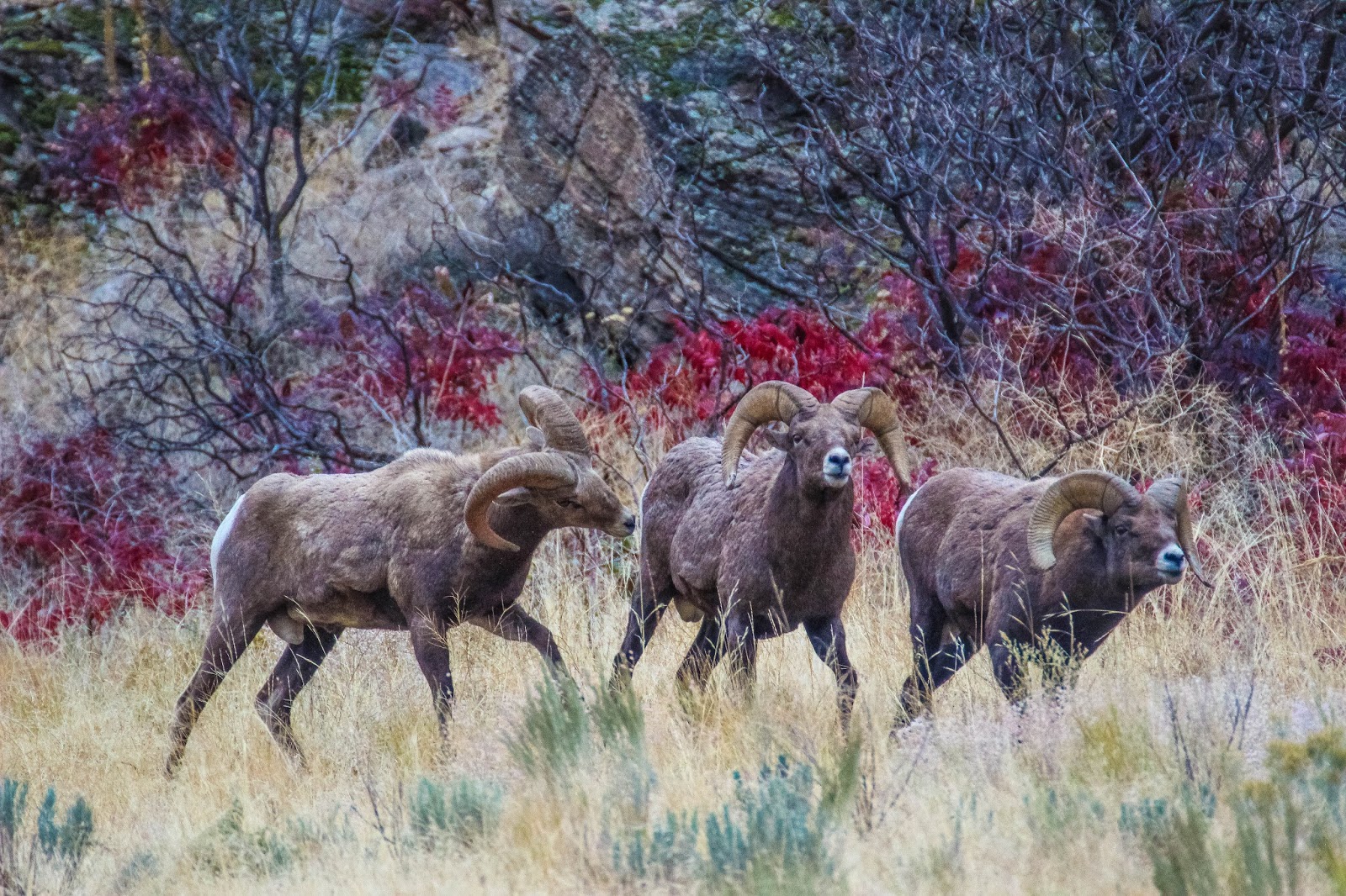 Cannundrums: Rocky Mountain Bighorn Sheep - Washington