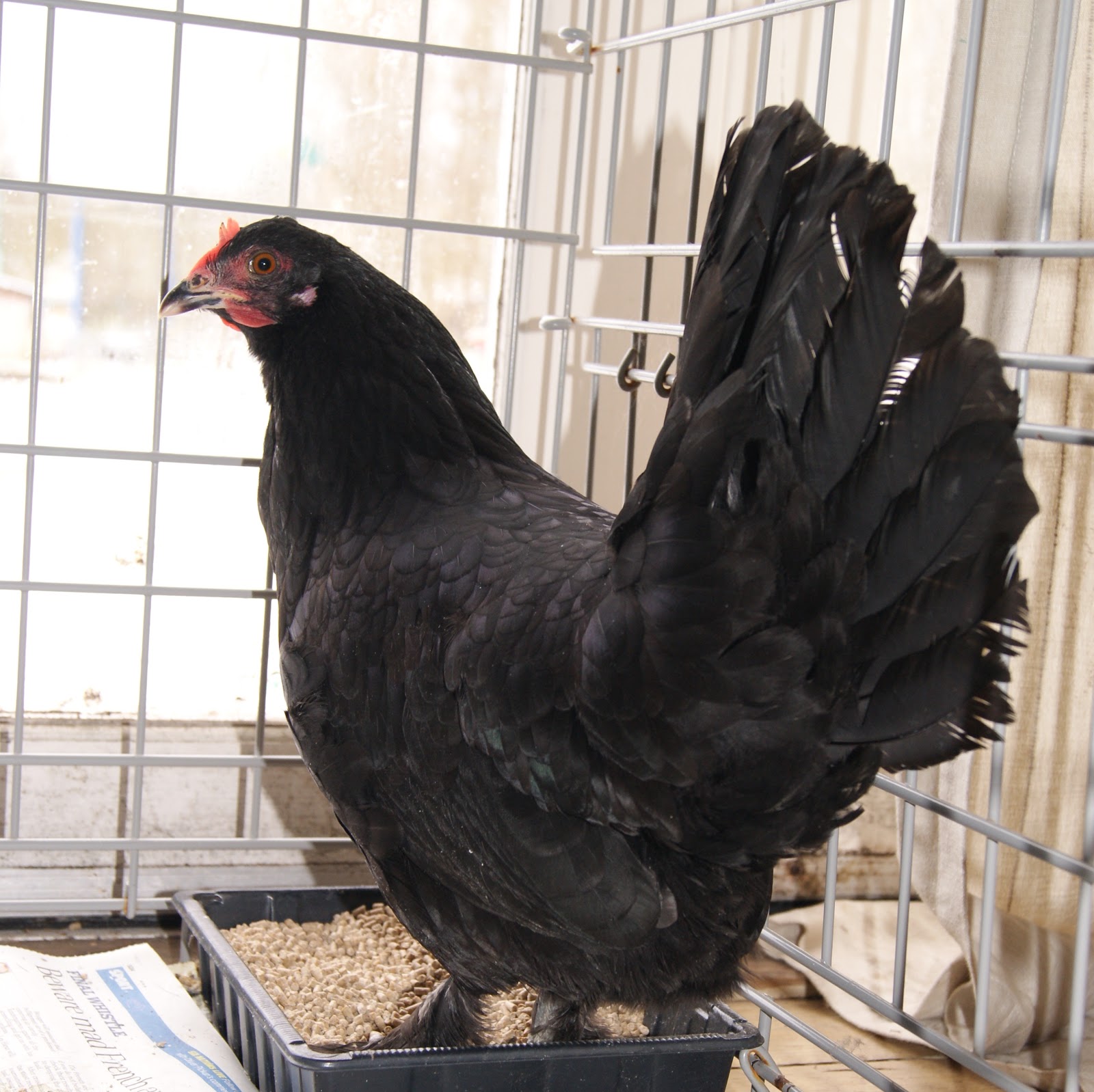 Moffat Town Hall Happenings: Have You Seen This Chicken!!!