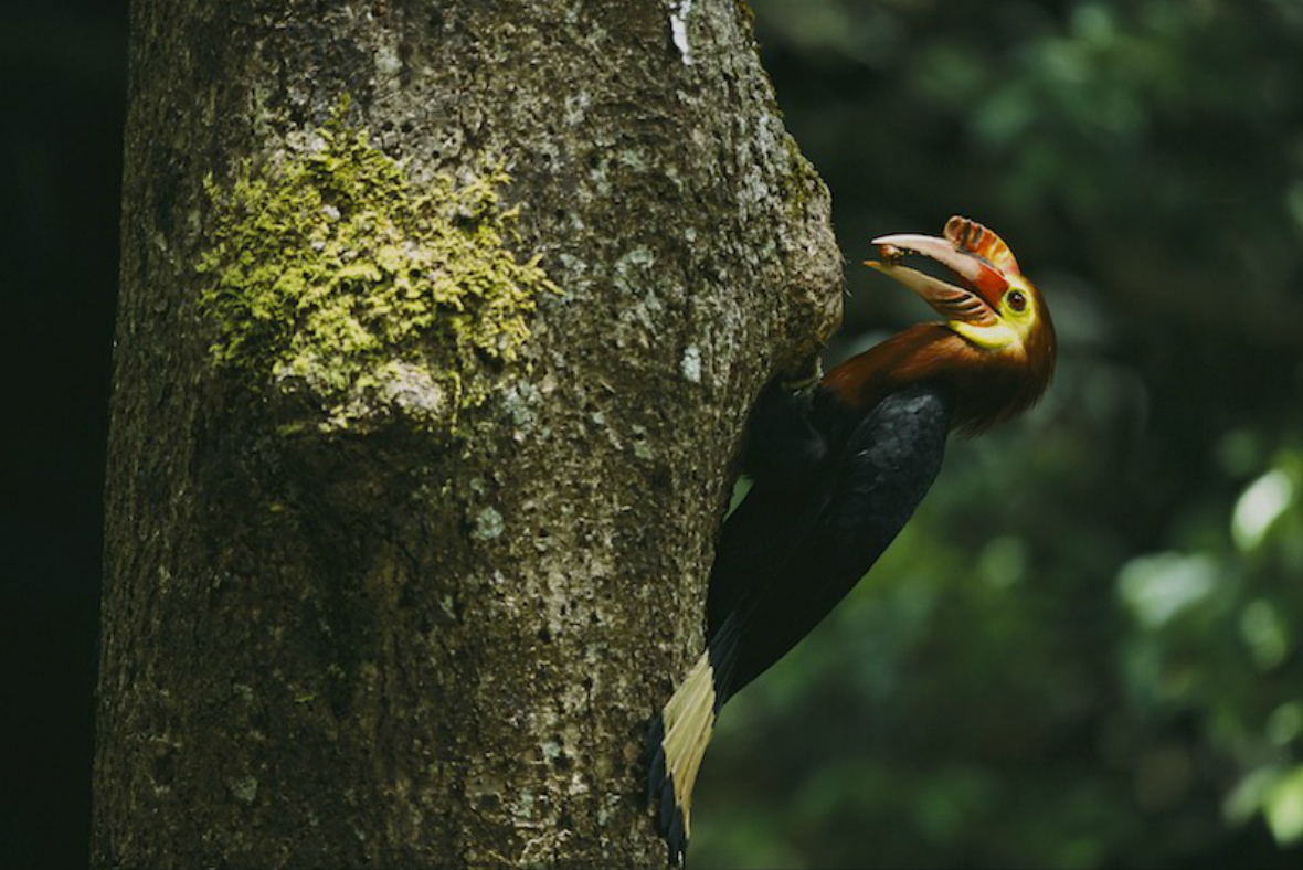 :: Alexandra Proaño 3D - Green Pear Diaries ::: Tim Laman, vida salvaje ...