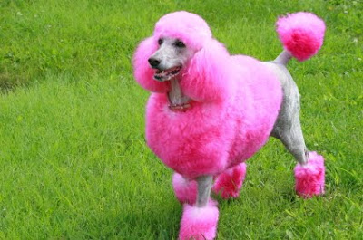 Funny Animals: Pink Poodle Dogs Photos and Wallpapers