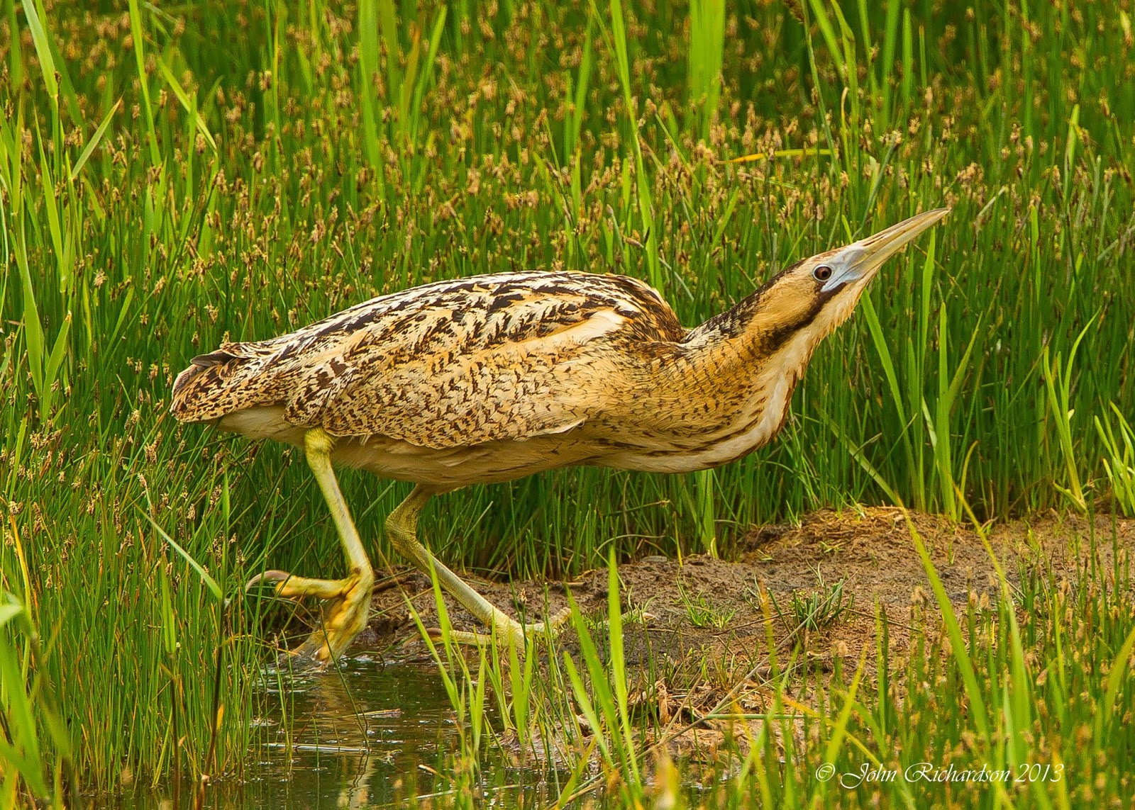 Old Man of Minsmere aka John Richardson: Bittern at Minsmere
