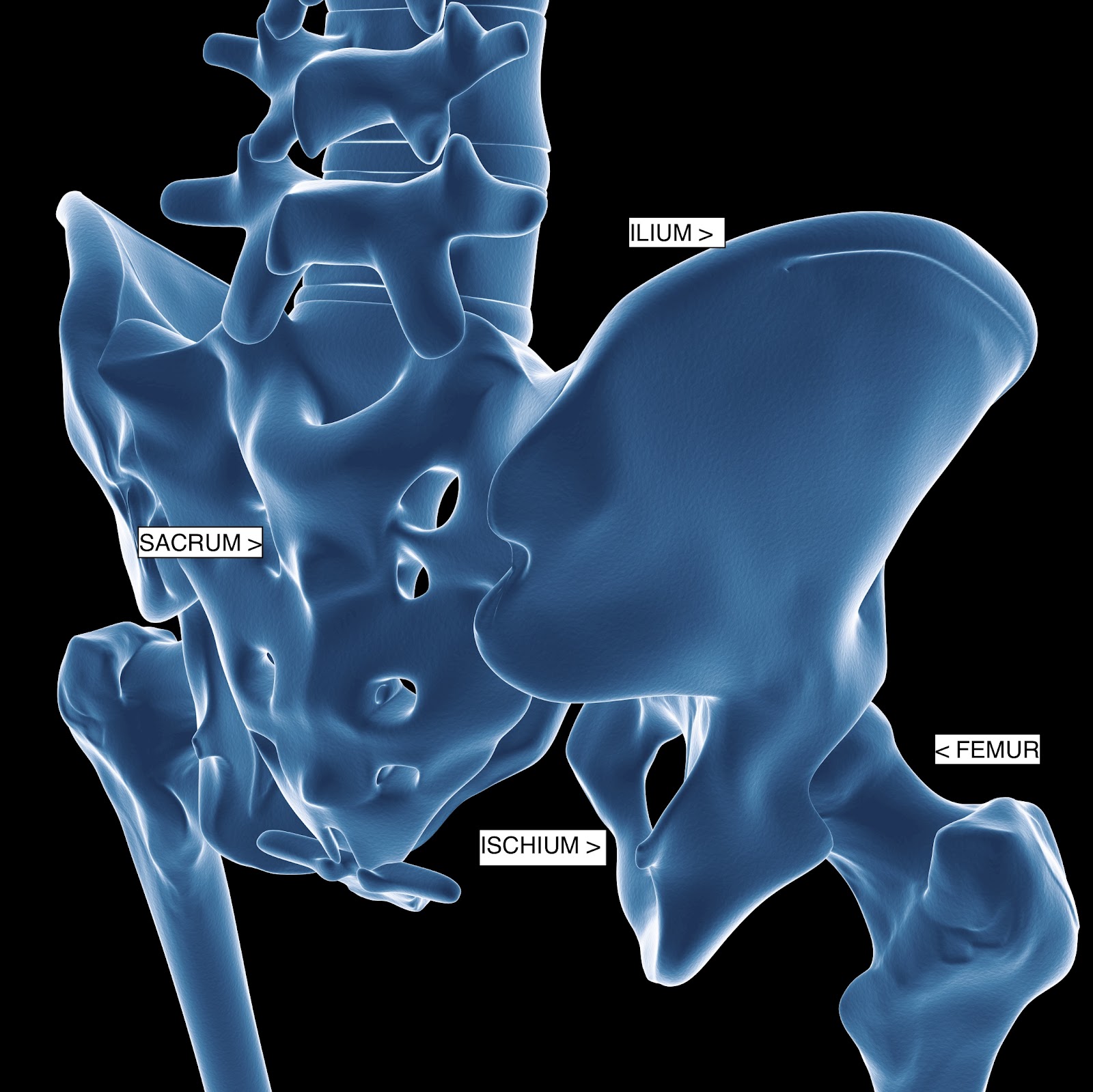 anatomy4fitness: IT'S ALL IN THE HIPS