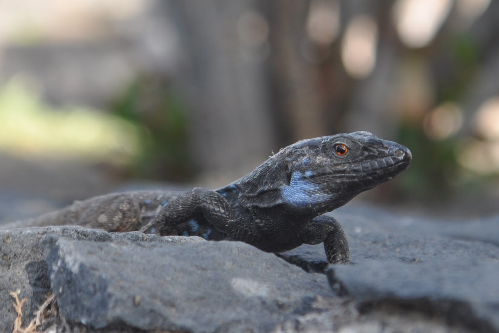 ZOOTOGRAFIANDO (6.100 ANIMALS): LAGARTO TIZÓN DE CANARIAS / GALLOT´S ...