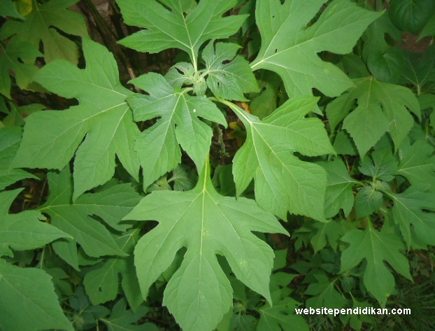 19 Contoh Tulang Daun Menjari dan Foto/Gambarnya - Biologizone