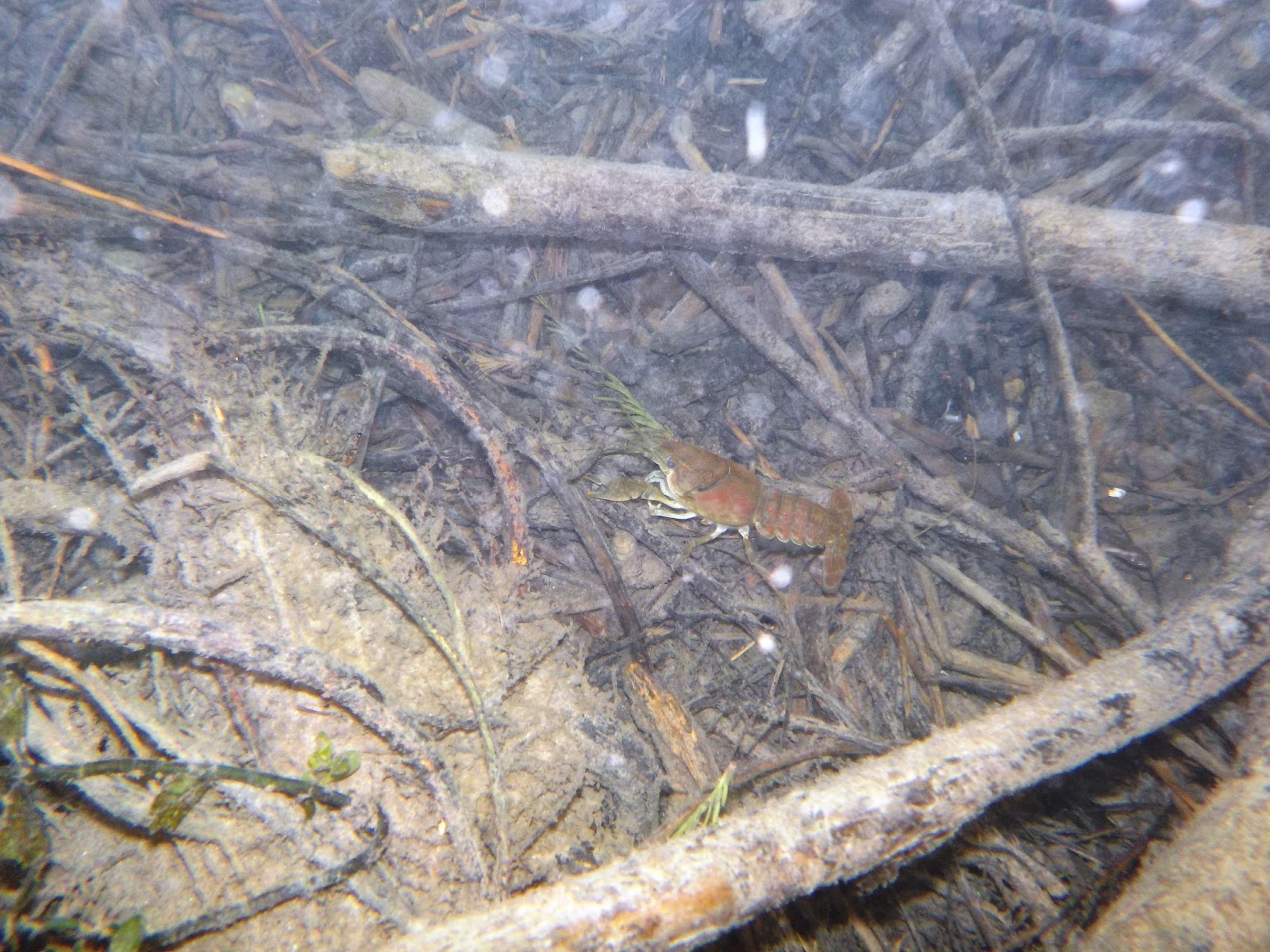 Pasión por el Acuarismo...Blog Regiomontano: Procambarus regiomontanus ...