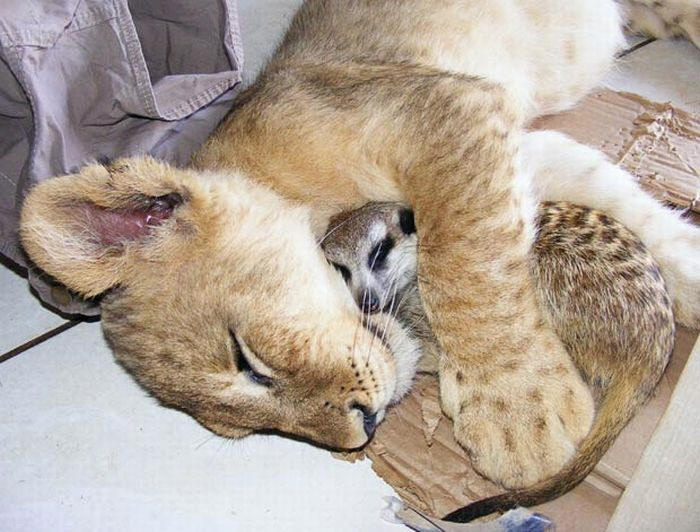 Real Life Simba and Timon | Amazing Creatures