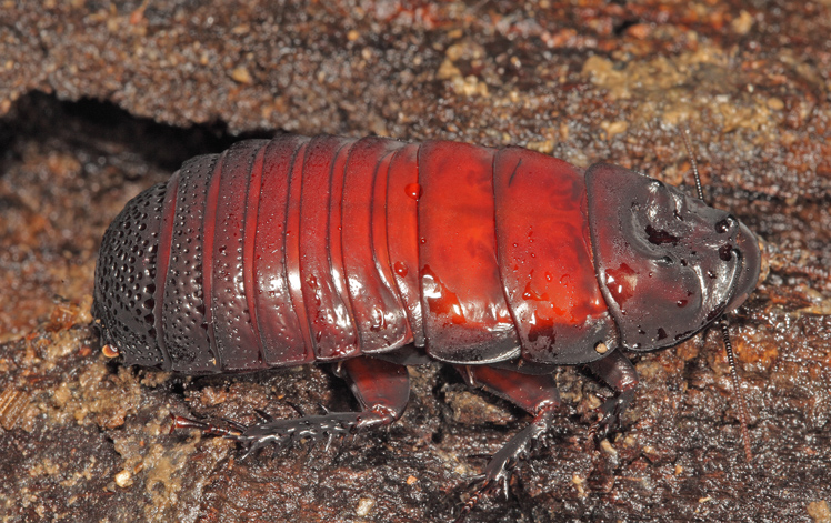 BunyipCo: Mt Lewis Revisited