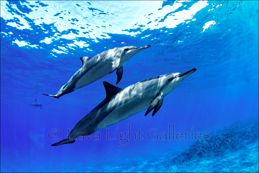 Lava Light Galleries Blog: Dolphin Days