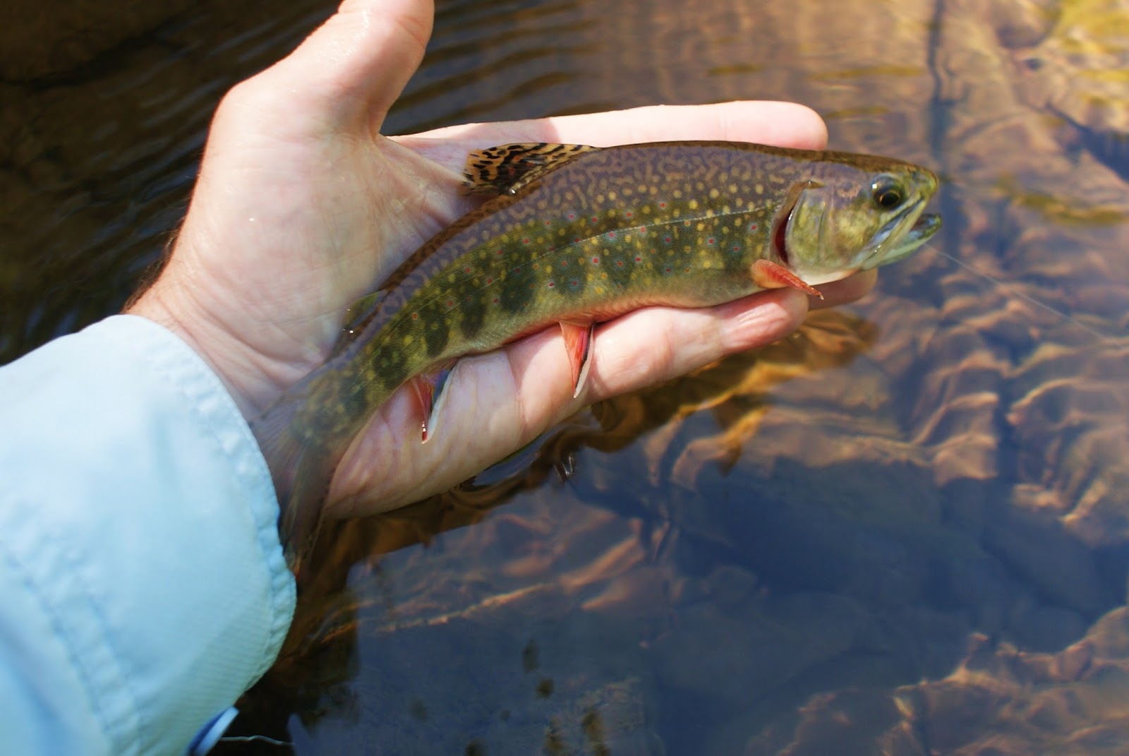 The Search for Native Salmonids: West Virginia Trout Bummin - Back to ...