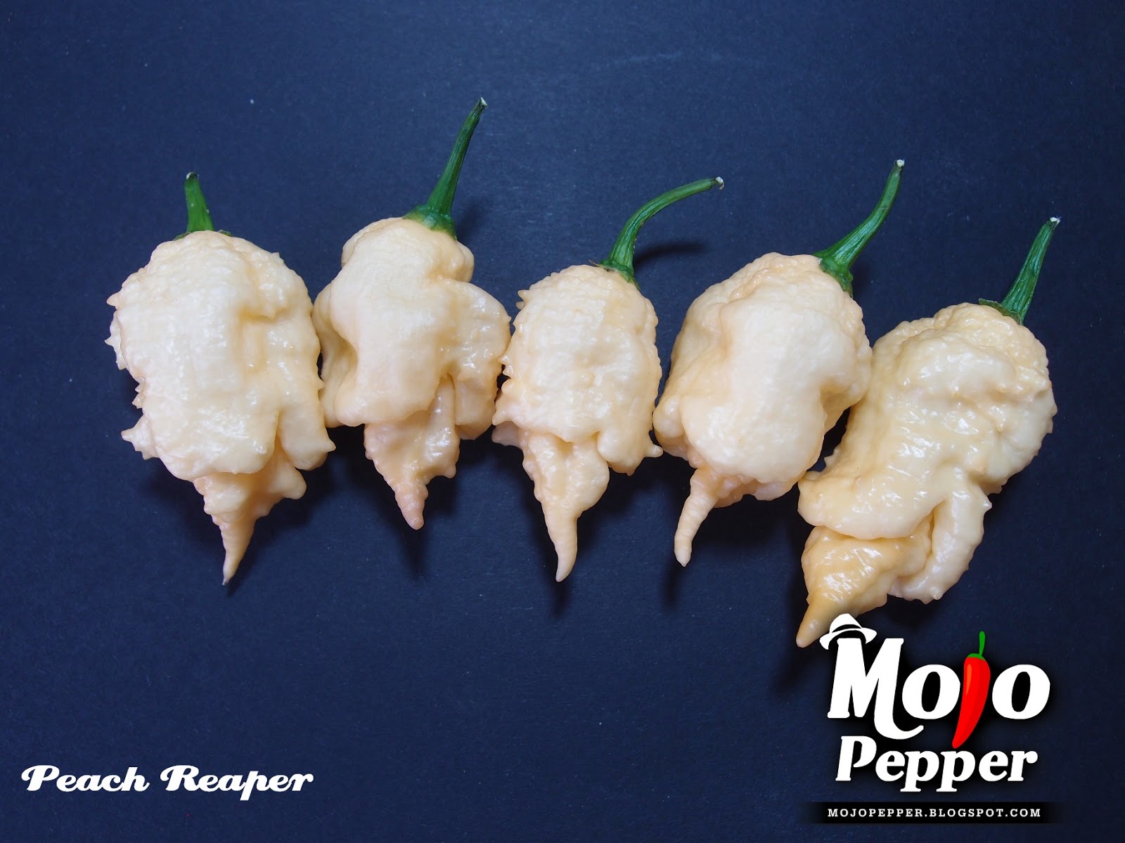 The Mojo Pepper - Just a Chili Pepper grower