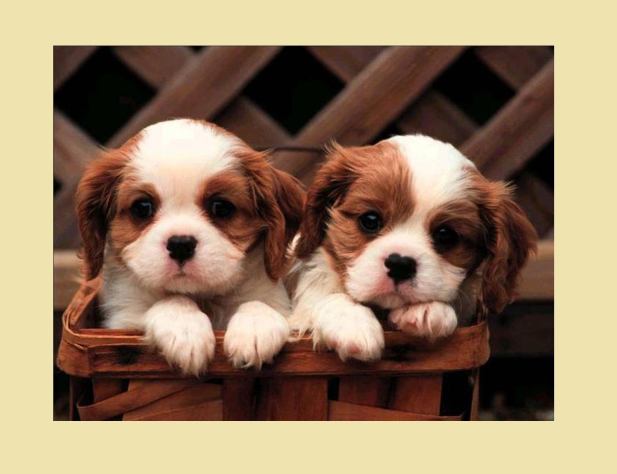 Vivir solo cuesta vida: Perritos Lindos ♥