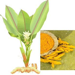 ASAS TANAMAN: PEMBIAKAN SECARA ORGAN