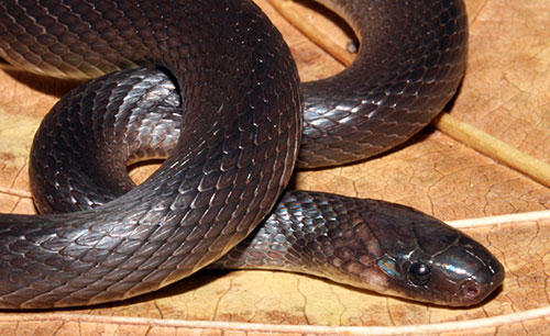 Serpent Research: Snakes & Palm Oil Plantations in Colombia