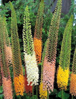 Flowers: Eremurus
