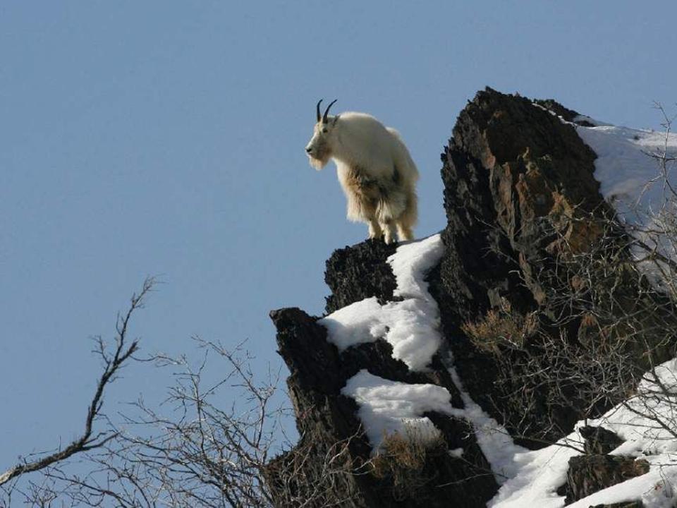 CLASA NOASTRĂ: [ FOTO ] CAPRA DE MUNTE