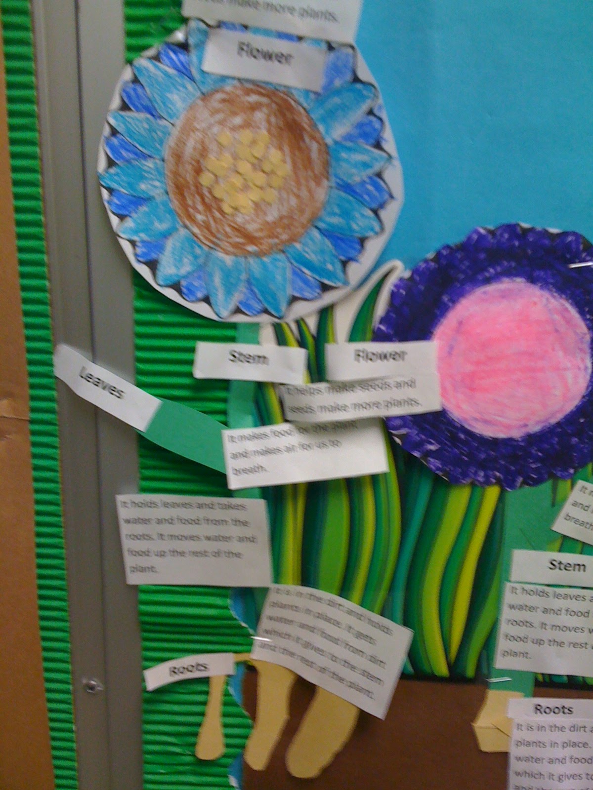 Bishop's Blackboard: An Elementary Education Blog: Parts of a Plant
