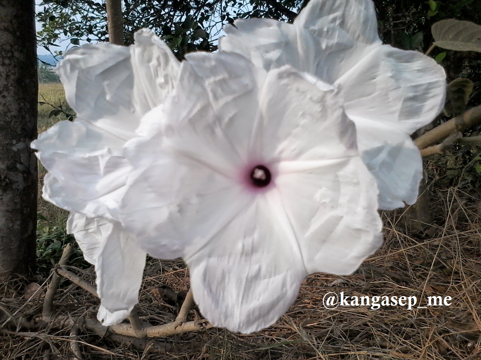 Kembang Tablo - Bunga Liar Indonesia