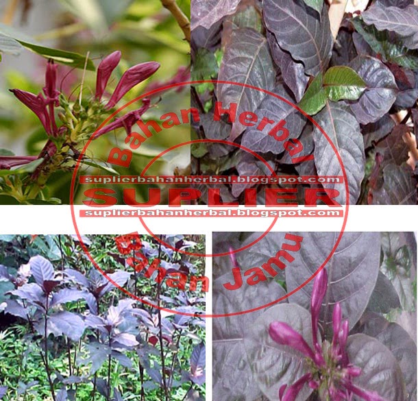 Daun Ungu (Graptophyllum Pictum) - BAHAN BAKU HERBAL