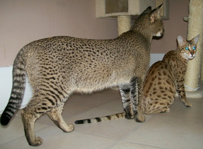 Savannah - Lucky Stone