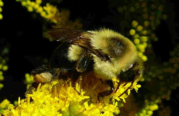 Biodiversity of British Columbia: Bumble Bees and Bumble Tales