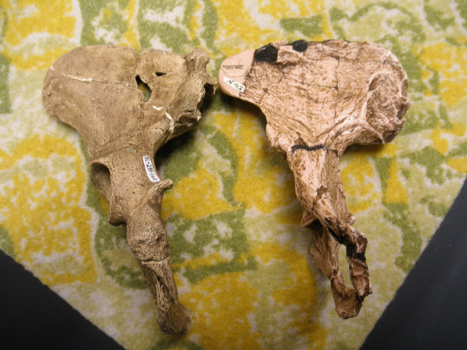 Human Fossils and Evolution: Australopithecus africanus