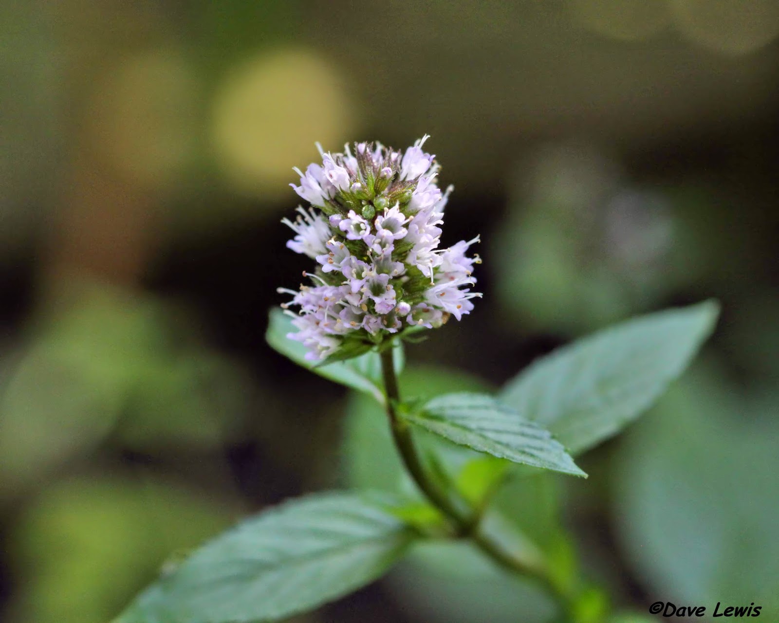 Birds from Behind : 08/01/2014 - 09/01/2014