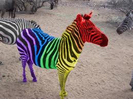 Rainbow zebra pictures |Funny Animal