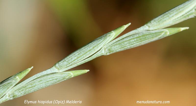Menuda Natura: Elymus hispidus (Opiz) Melderis
