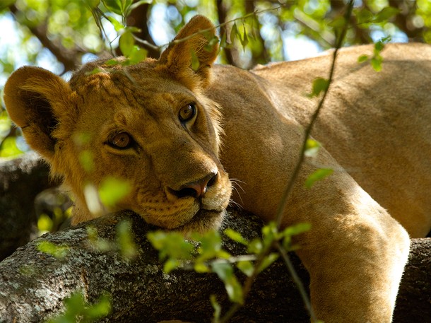 Previewing Secret Life of Predators |Scooter McGavin's 9th Green
