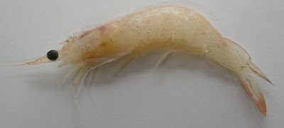 PEMBEKAL UDANG: JENIS JENIS UDANG