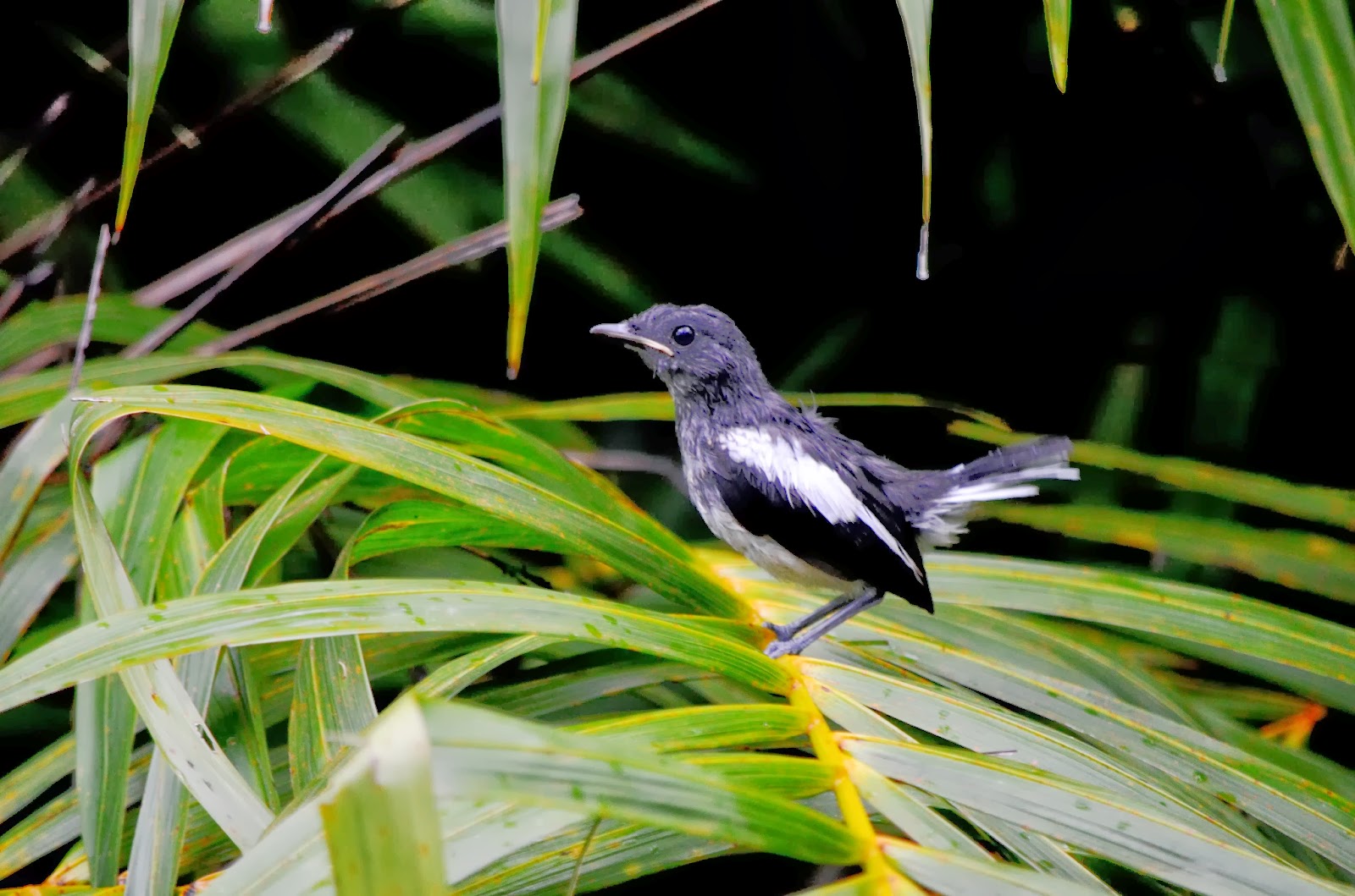 The Kambatik Park, Bintulu.: A photoshoot session with the Magpie