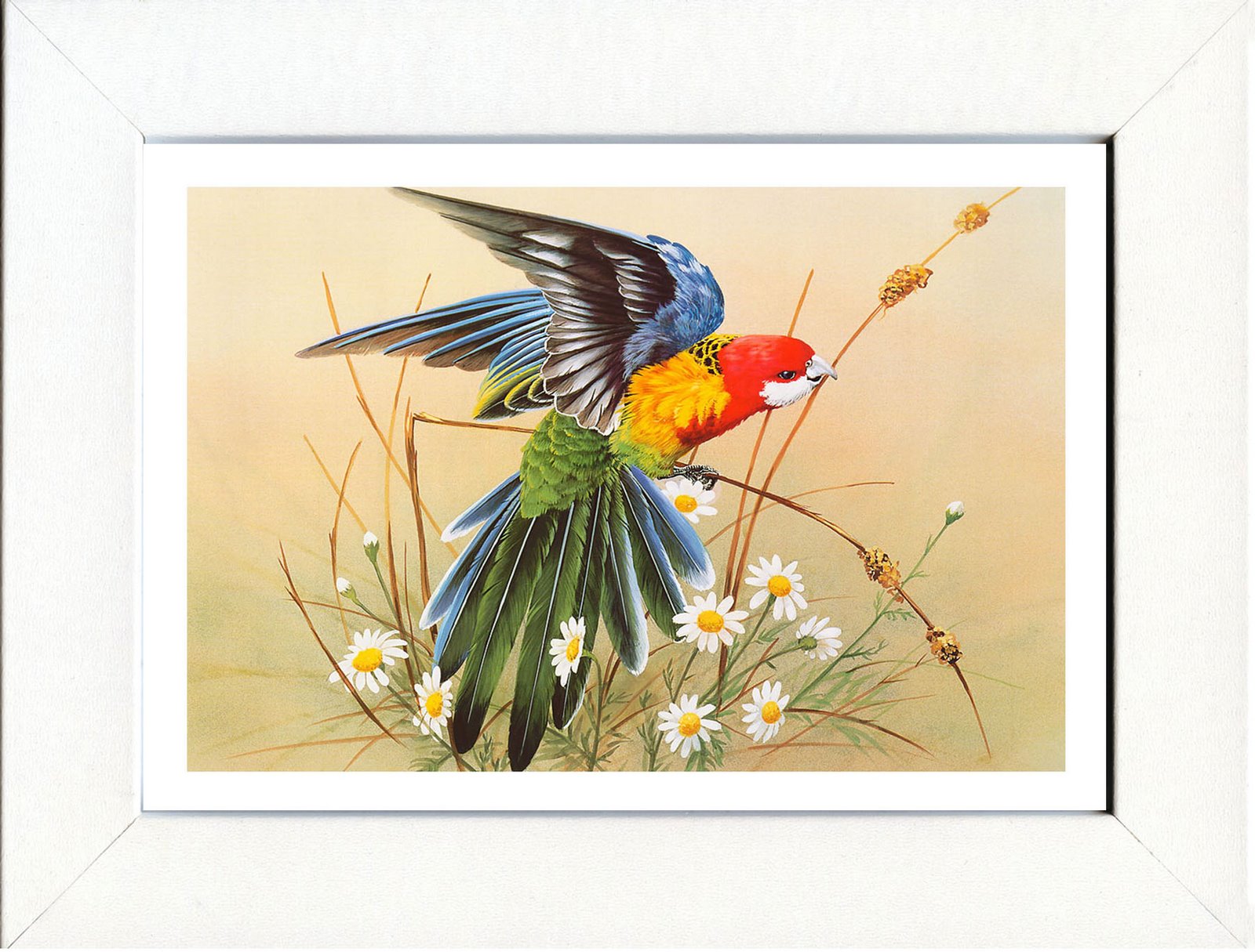 jjjewel.resimlerim: KUŞ VE DOĞA TEMALI RESİMLER