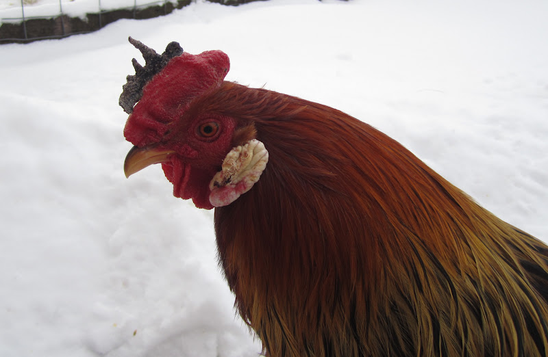 A crown of Jewels: Frostbite on chicken's combs ~ Rooster black comb