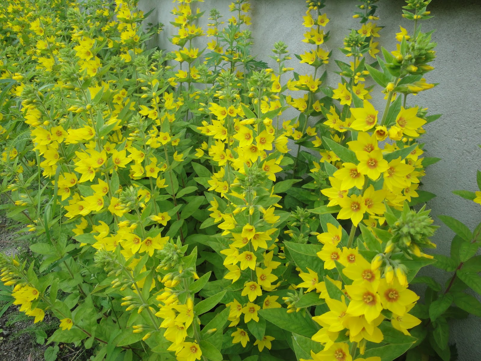 Underberget: Gul blomstring