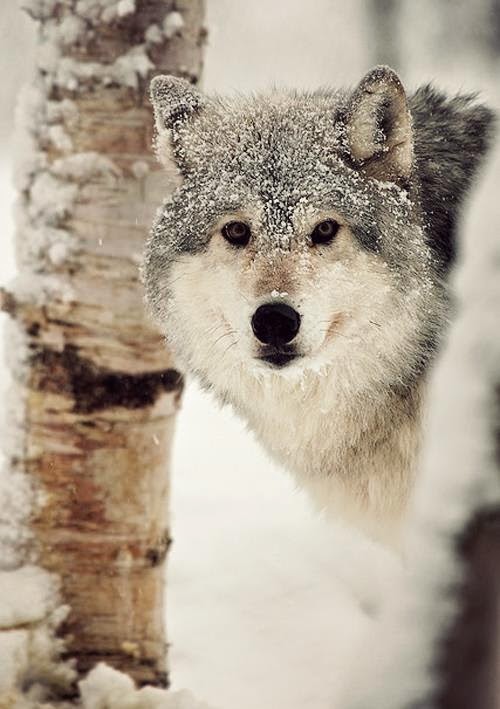 White Wolf : 30 Pictures That Will Make You Fall In Love With Wolves