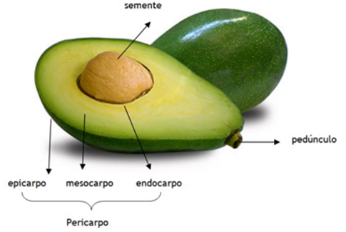 Bio e Ciências!: Classificação Taxonômica e Reino Plantae - Reino das ...