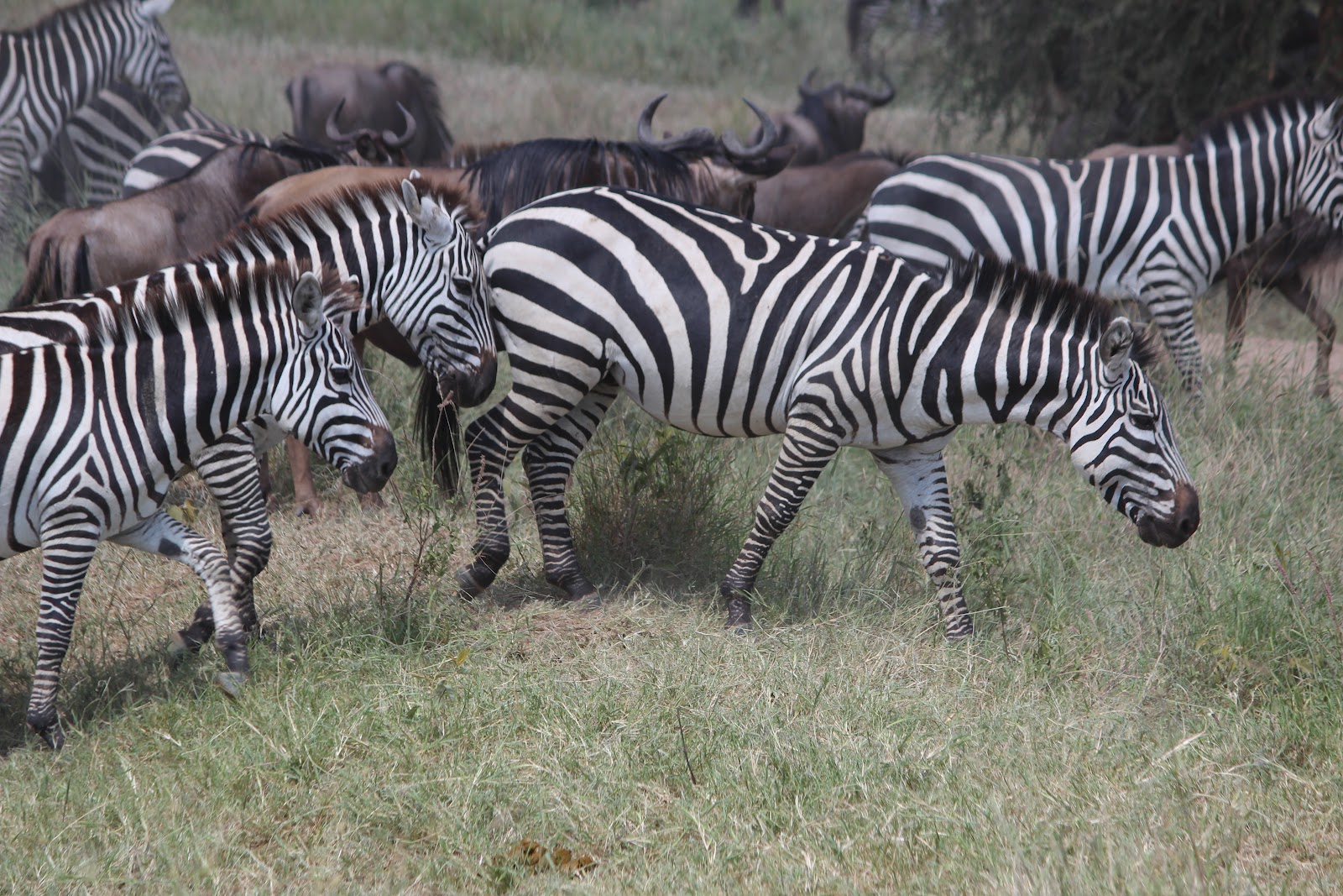 Tonymann Tours&Safaris: Our favourite animal of this week:ZEBRA