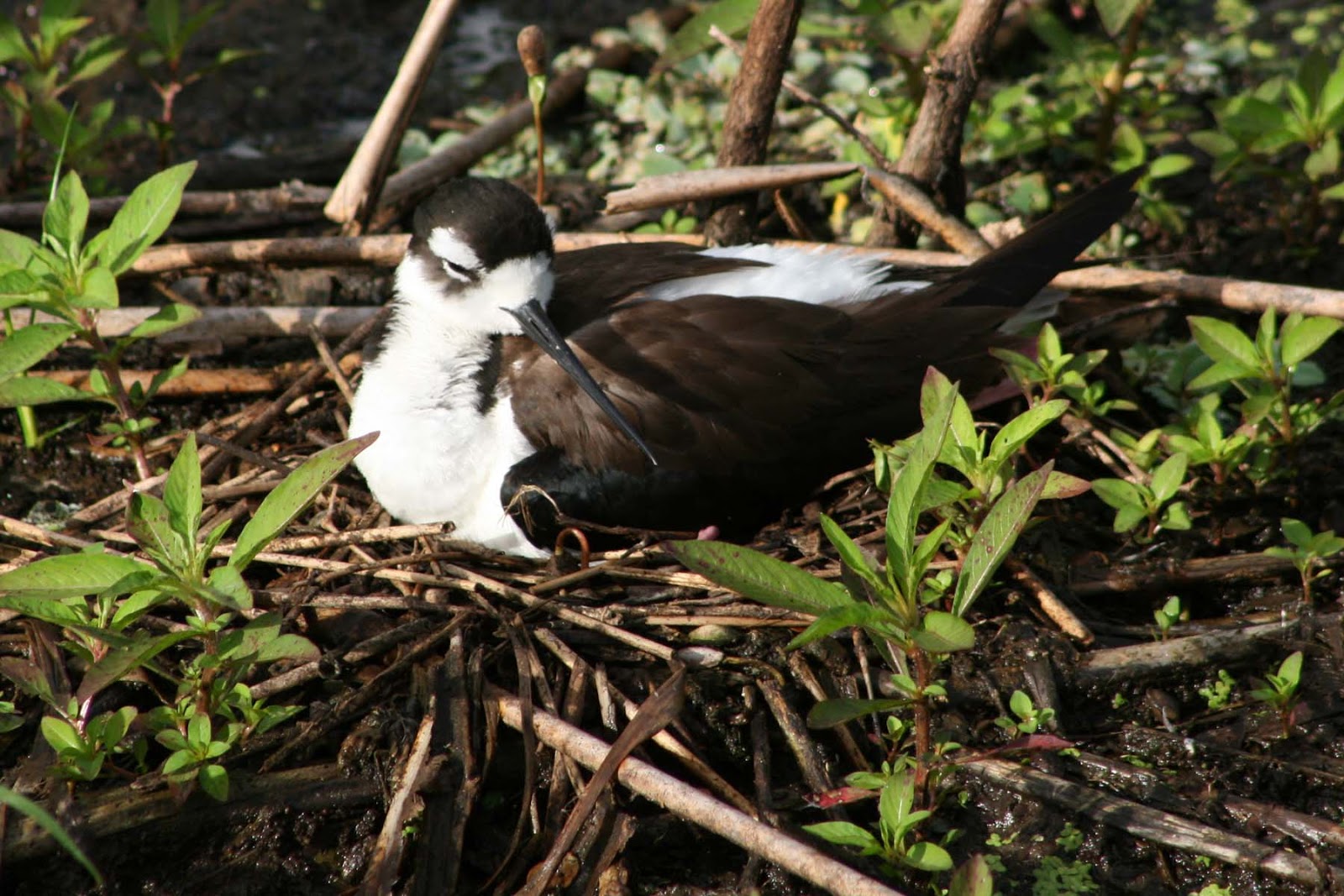 Hipster Birders: Featured Feathered Friend: Baby Edition! - Black ...