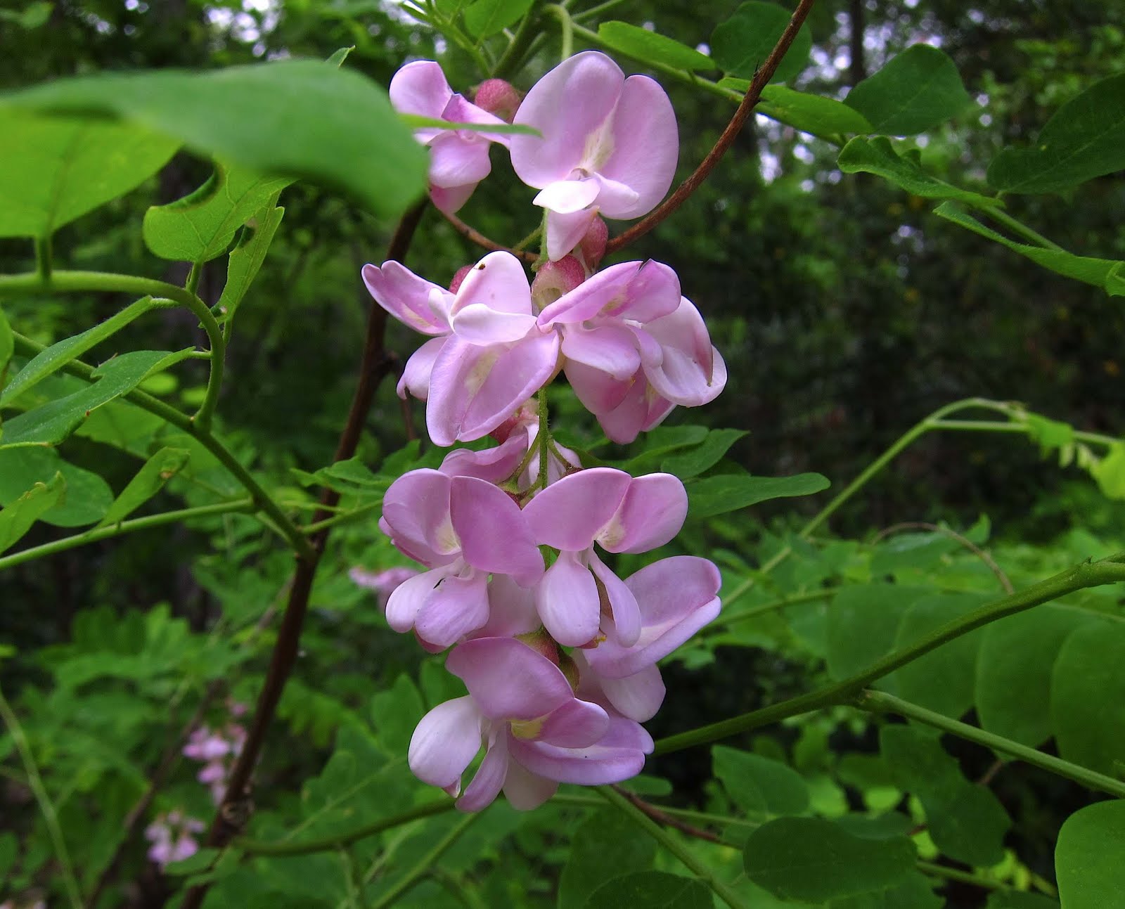 Saratoga woods and waterways: A Garden of Eden for Flower Friends