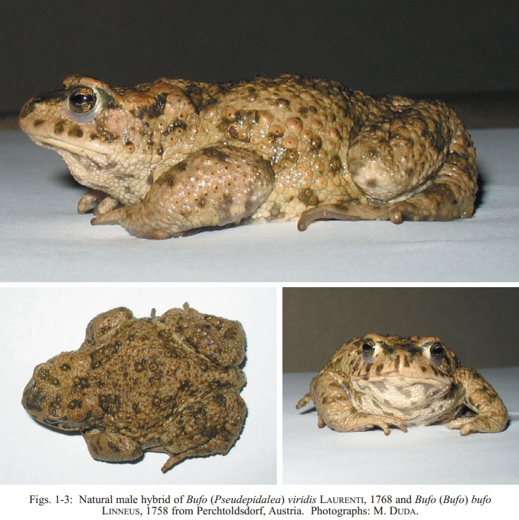 Species New to Science: [Herpetology • 2008] First record of a natural ...