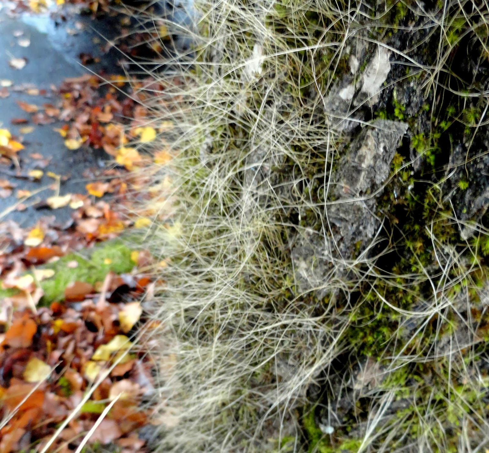 danger garden: The tree with a hairy leg...