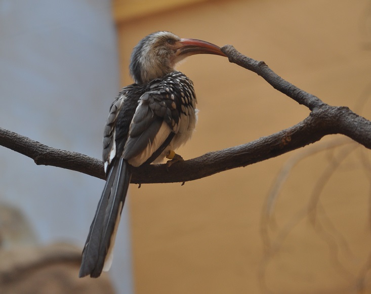 ZOOTOGRAFIANDO (6.100 ANIMALS): CÁLAO DE PICO ROJO DE TANZANIA ...