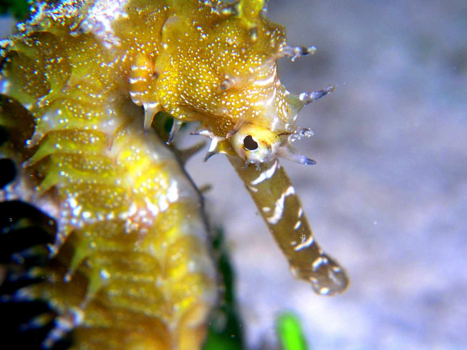 Sea Horse Wallpapers | Animals Library