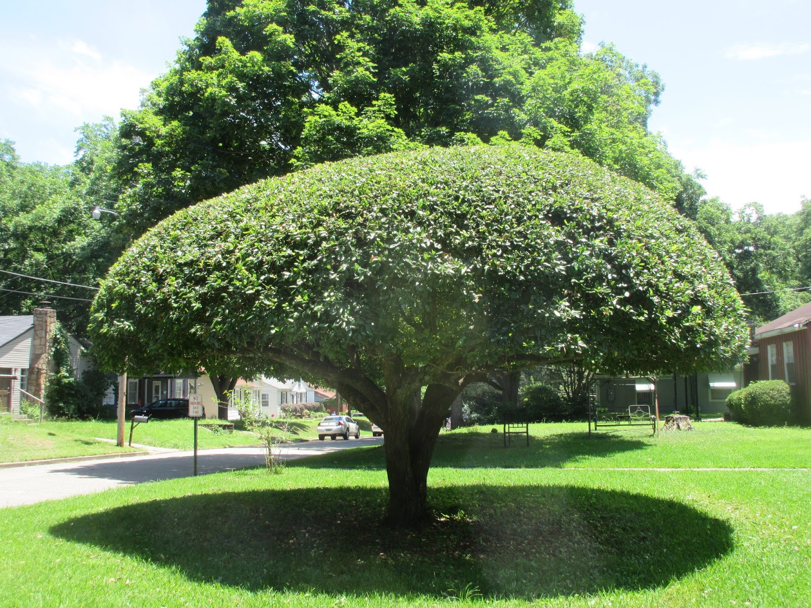 JUST DRIVING AROUND: a pretty good-looking tree